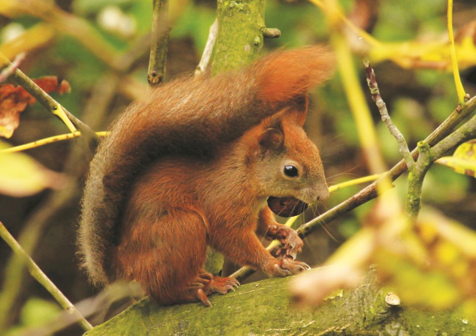 Zapojte se do kampaně Na veverku s mobilem - Časopis Priorita